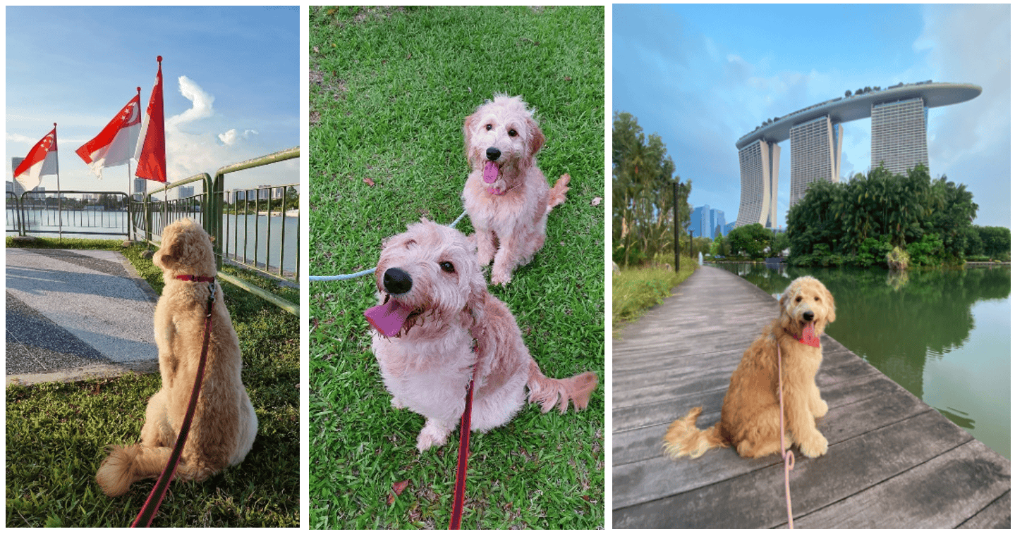 Expedia Singapore Celebrates International Dog Day 2021 with Mobile App ...